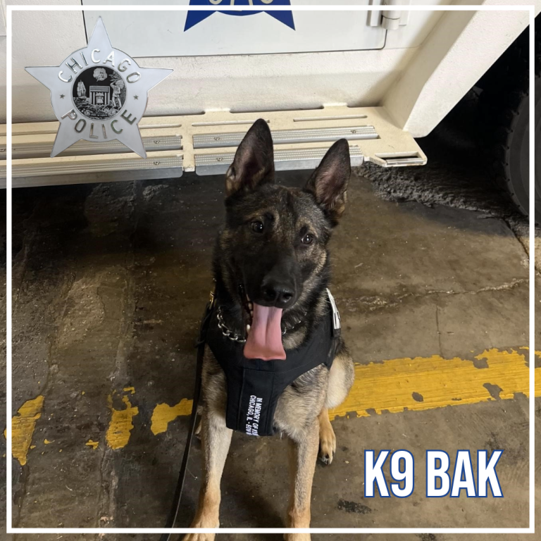 Chicago Police Department’s K9s Bak, Jago, Johny, Ronnie and Sam Have ...