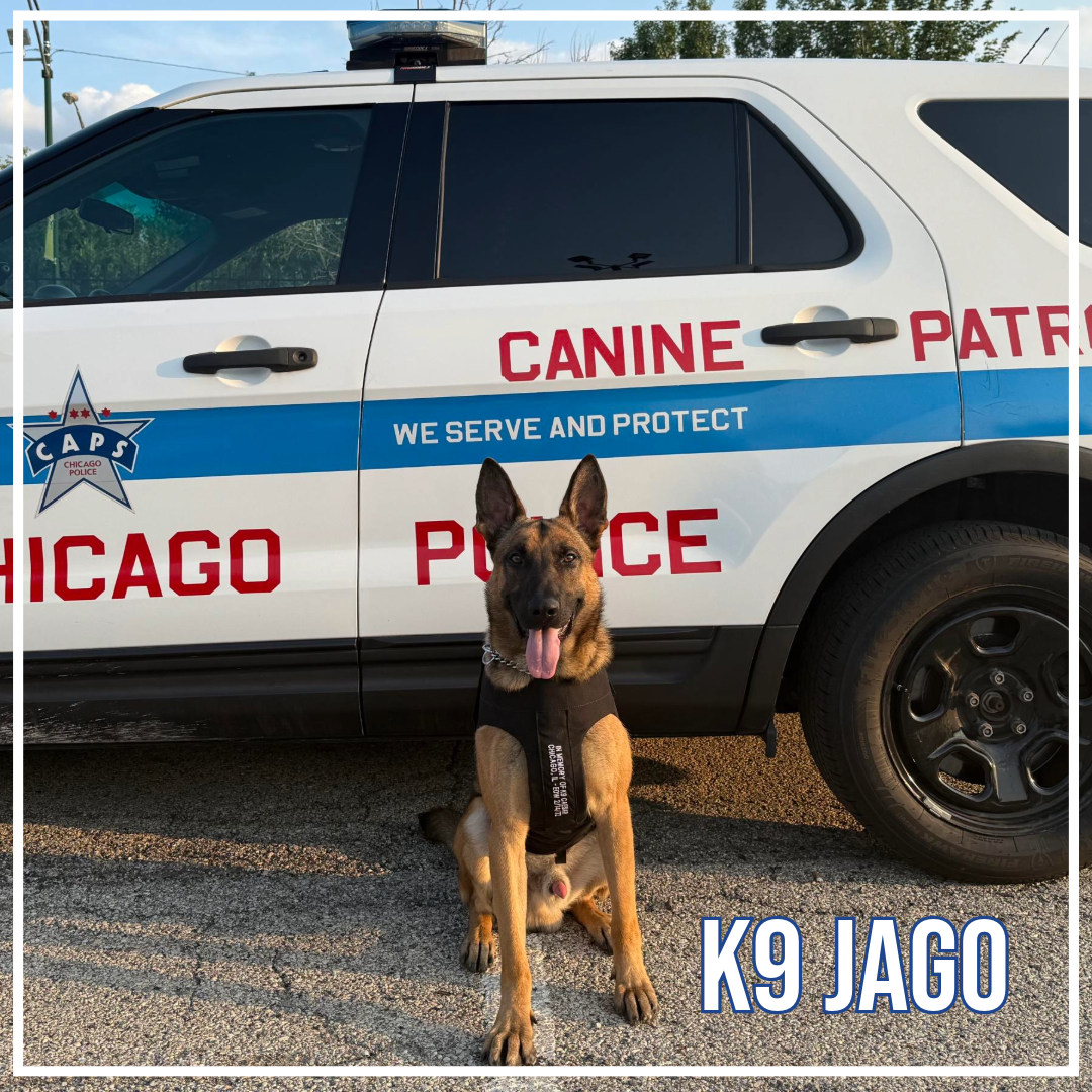 Chicago Police Department’s K9s Bak, Jago, Johny, Ronnie and Sam Have ...