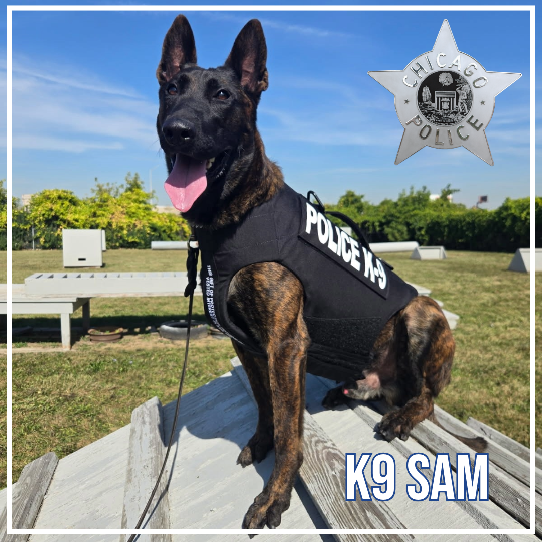 Chicago Police Department’s K9s Bak, Jago, Johny, Ronnie and Sam Have ...
